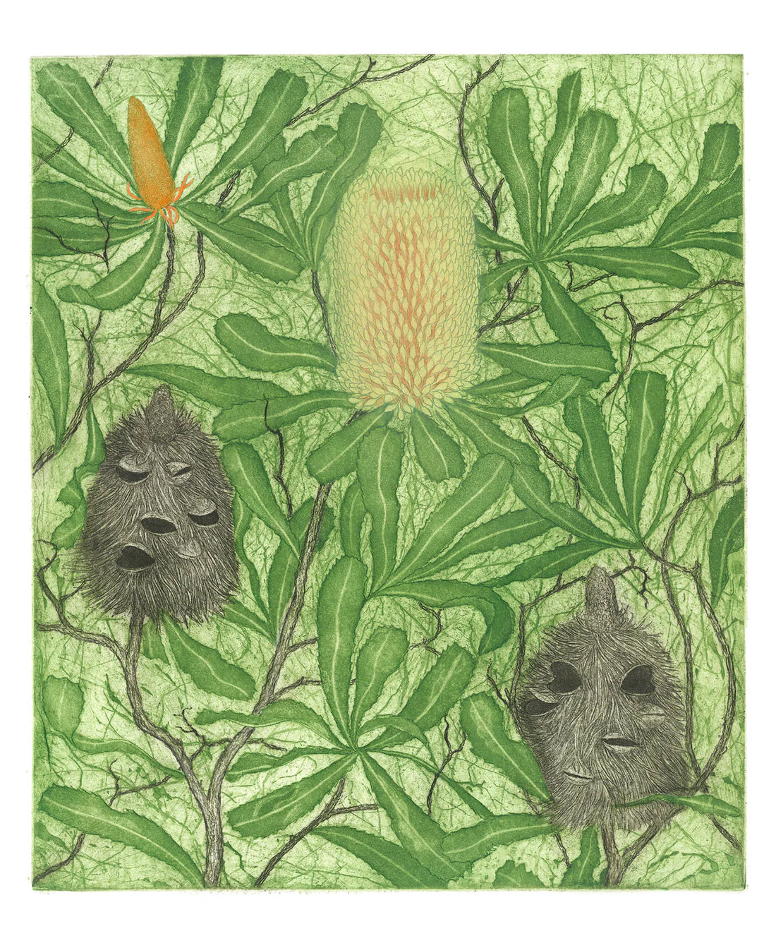 Banksia serrata - Joseph Austin | Smartart – smartart art gallery