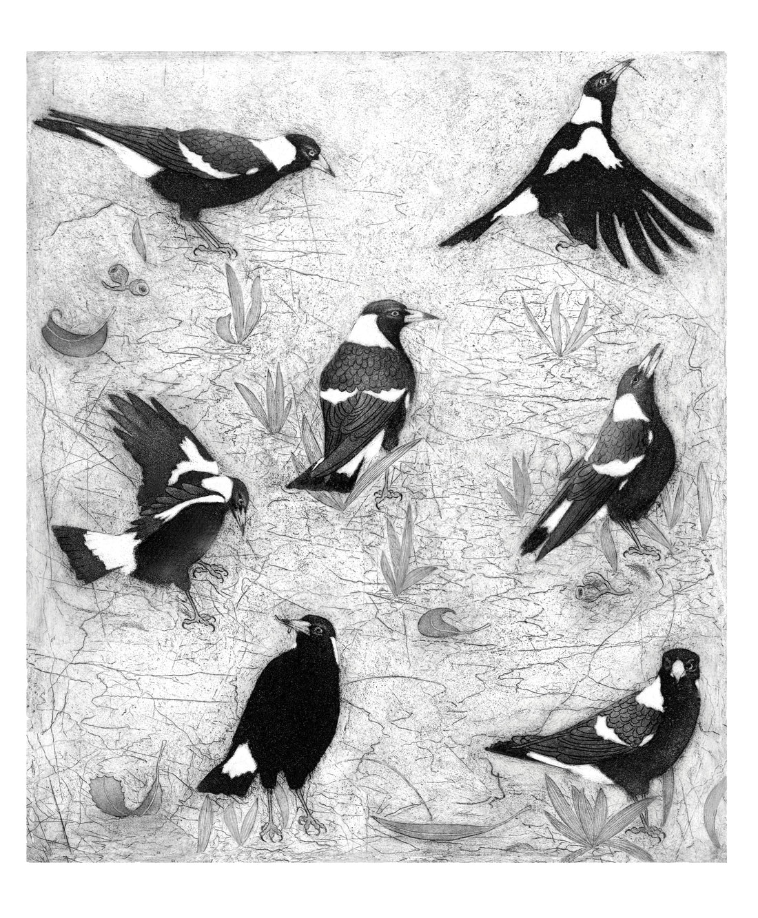 Magpie Parade - Joseph Austin | Smartart – smartart art gallery