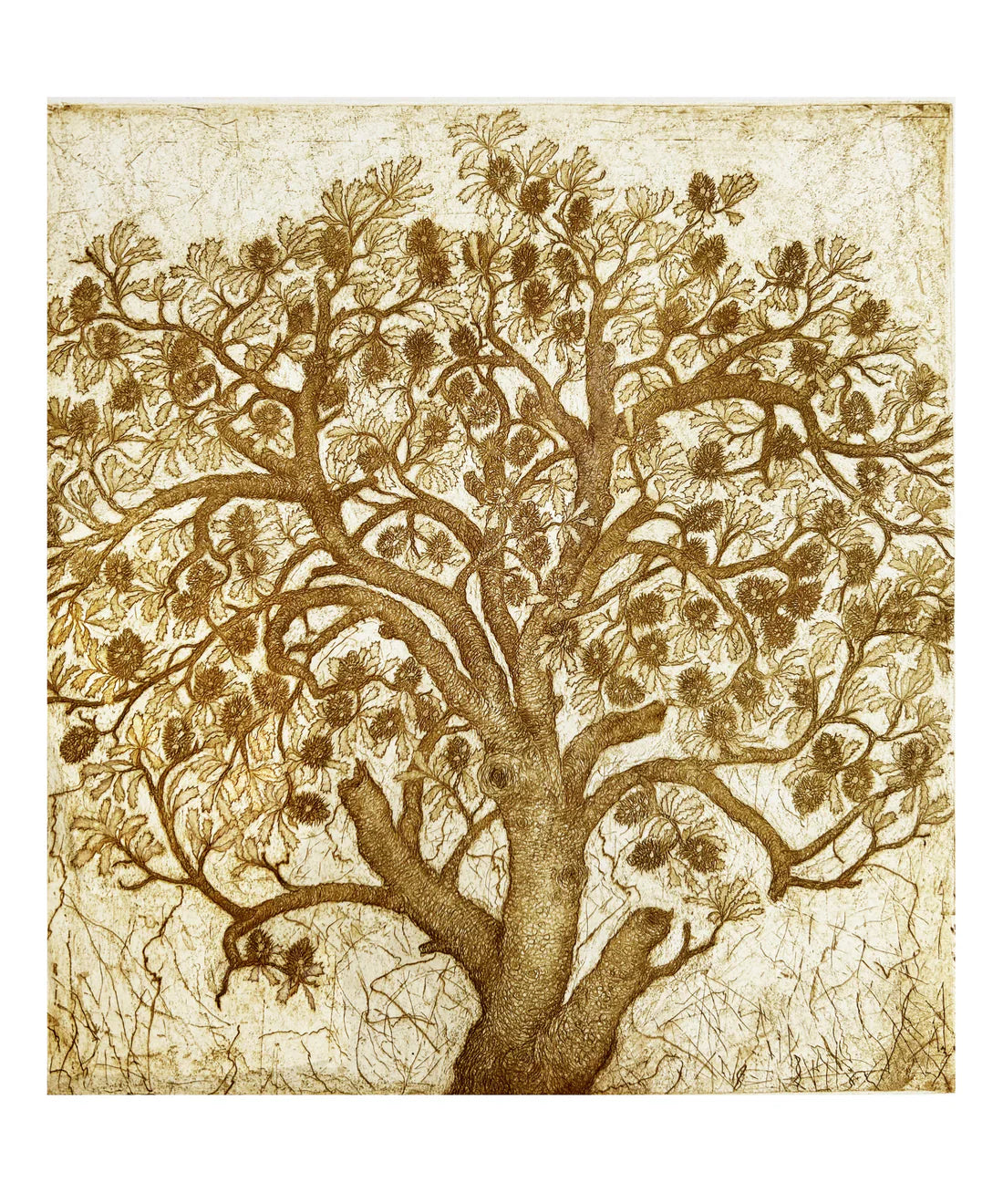 Old Banksia Tree - Joseph Austin | Smartart – smartart art gallery